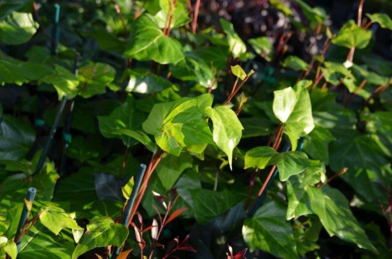 Canary Island Ivy - Plants for Spaces