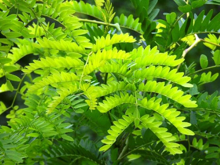 Golden Honey Locust - Plants for Spaces