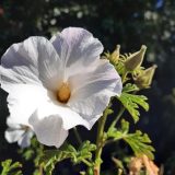 Native Hibiscus - Plants for Spaces