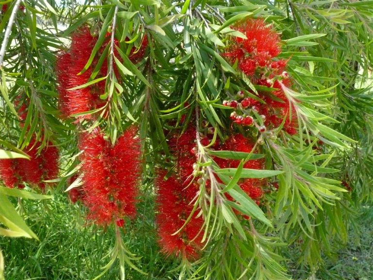 Callistemon - Bottlebrush - Plants for Spaces