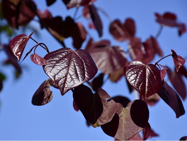 Cercis canadensis Merlot - Plants for Spaces