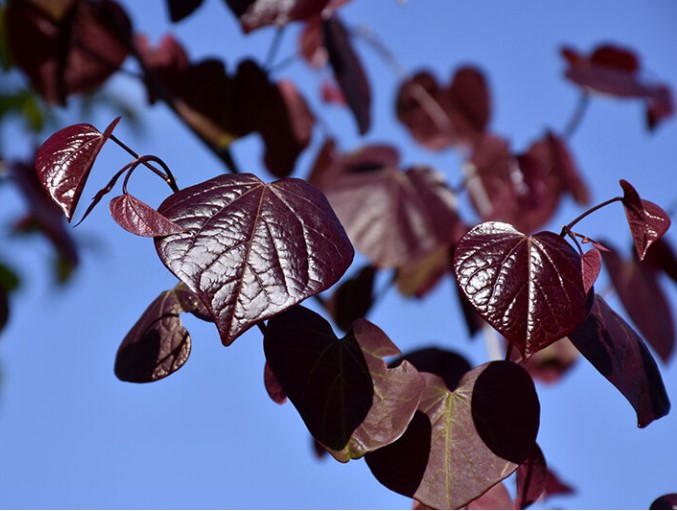 Cercis canadensis Merlot - Plants for Spaces
