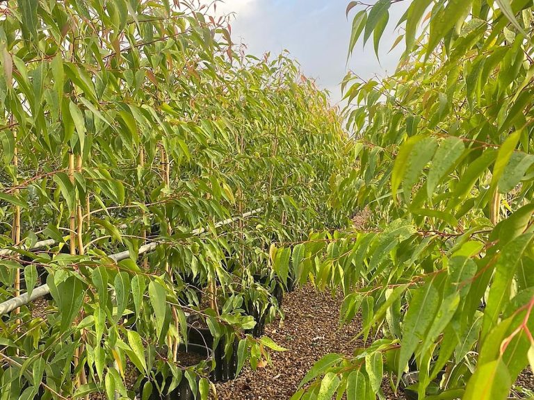 Narrow Spotted Gum - Plants for Spaces