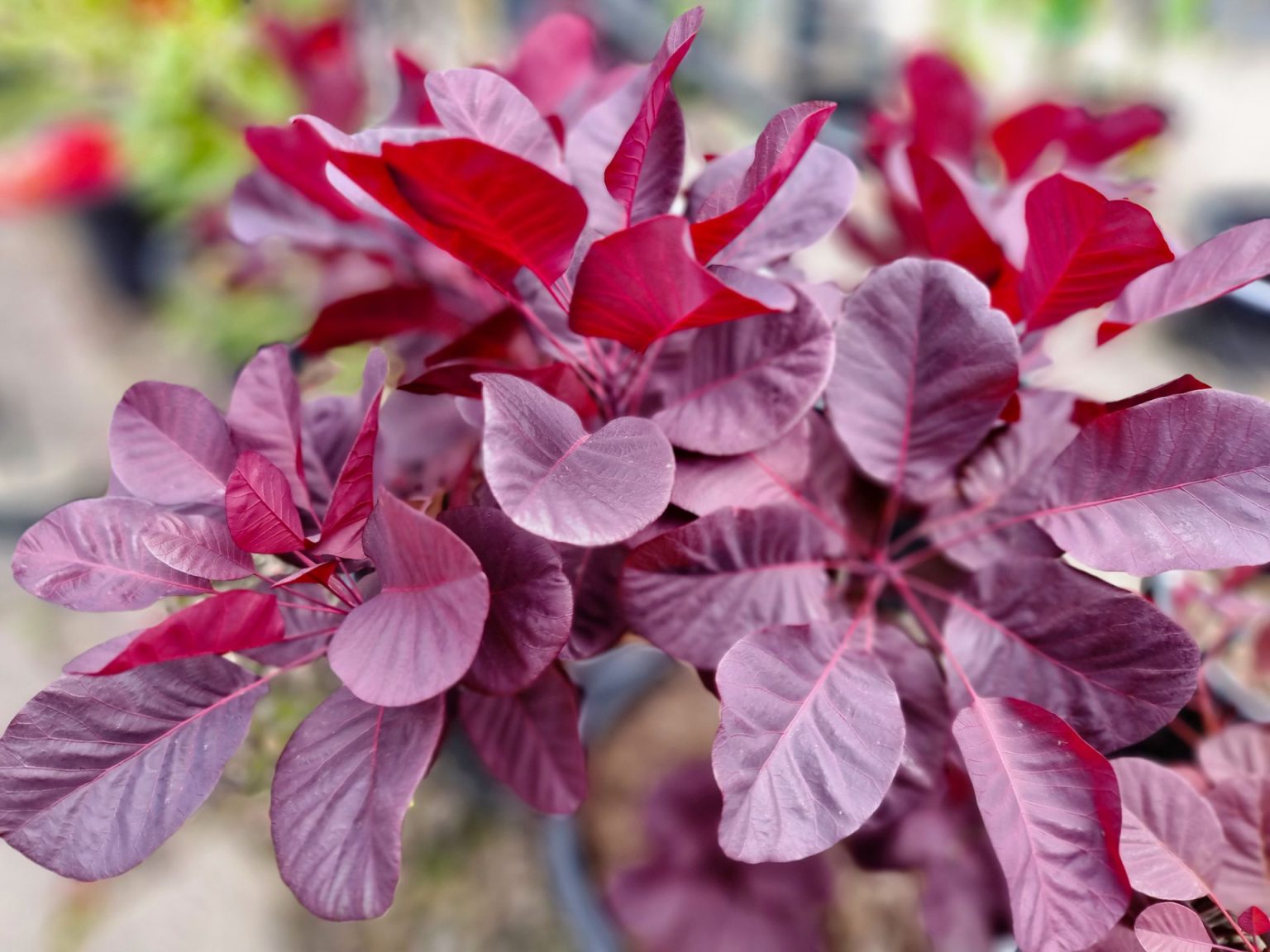 Royal Purple Smoke Bush - Plants for Spaces