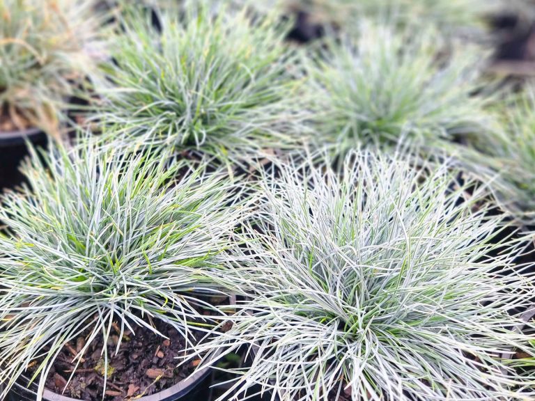 Blue Fescue (Elijah Blue) - Plants for Spaces