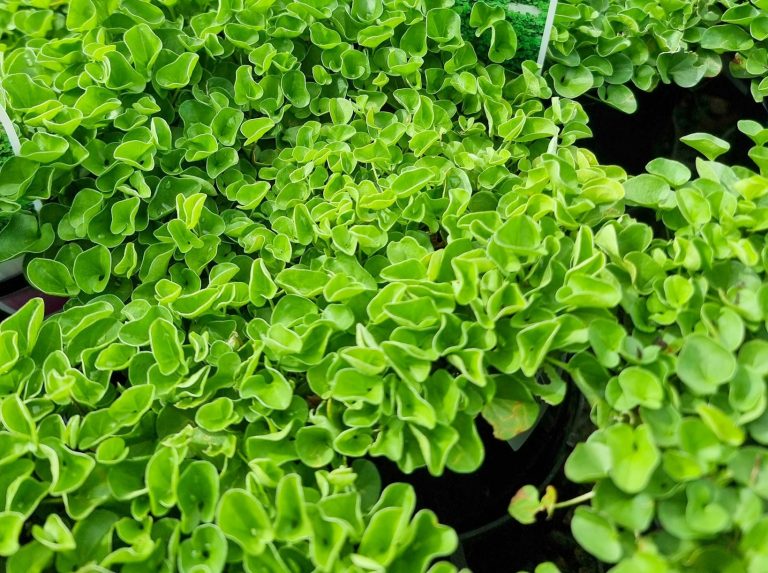 Dichondra Kidney Weed - Plants for Spaces