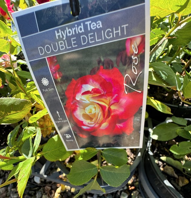 Rose Double Delight - Plants for Spaces