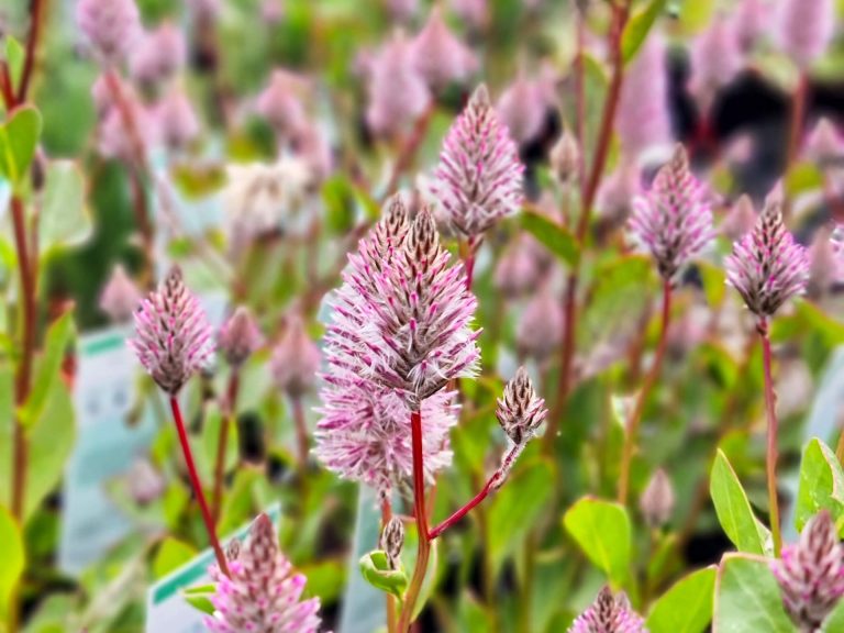 Ptilotus Joey - Plants for Spaces