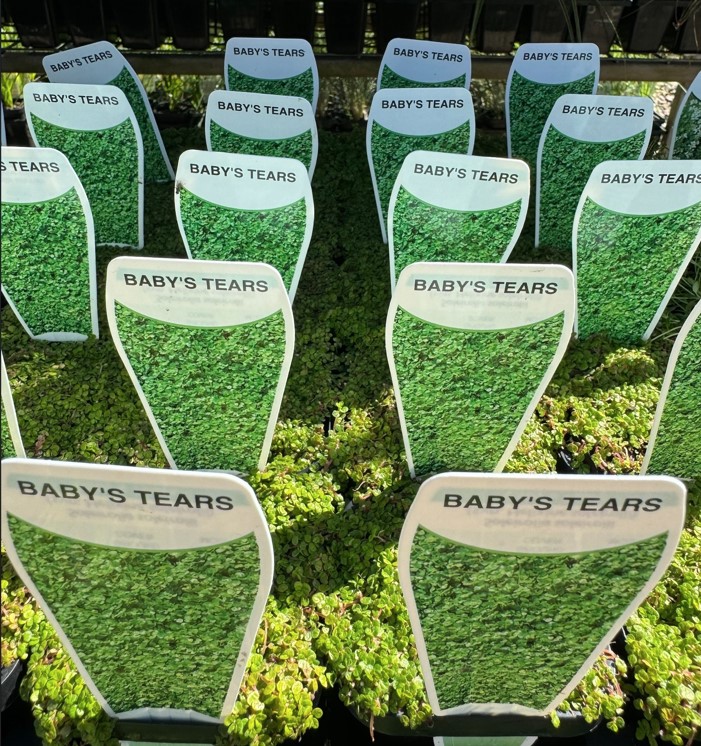 Babys Tears - Plants for Spaces