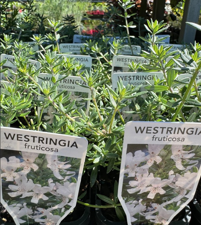 Tubestock - Plants for Spaces