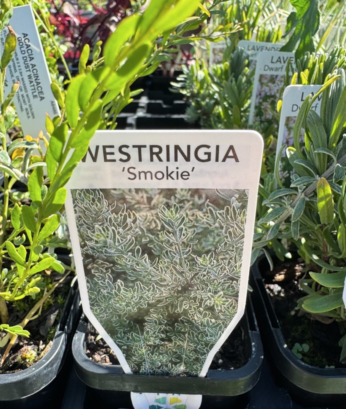 Westringia Smokie - Plants for Spaces