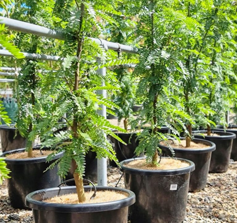 Elegant Honey Locust - Plants for Spaces