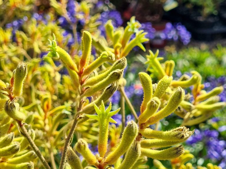Kangaroo Paw Landscape Gold - Plants for Spaces