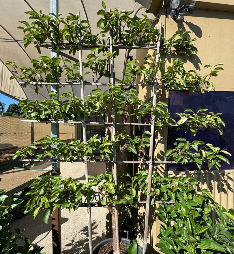 Nashi Pear Espalier - Plants for Spaces