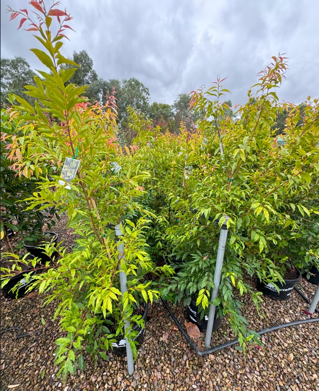 Lilly Pilly Backyard Bliss - Plants for Spaces