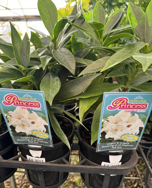 Daphne Perfume Princess White - Plants for Spaces