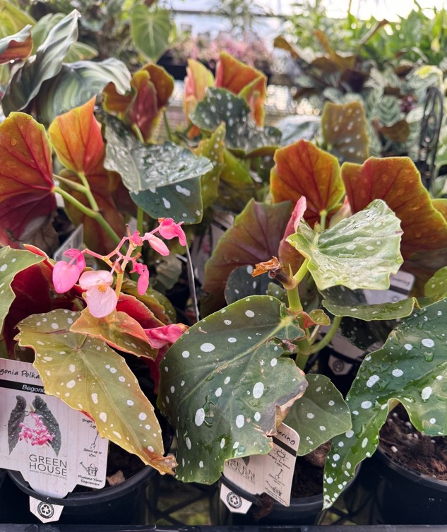 Polka Dot Begonia - Plants for Spaces