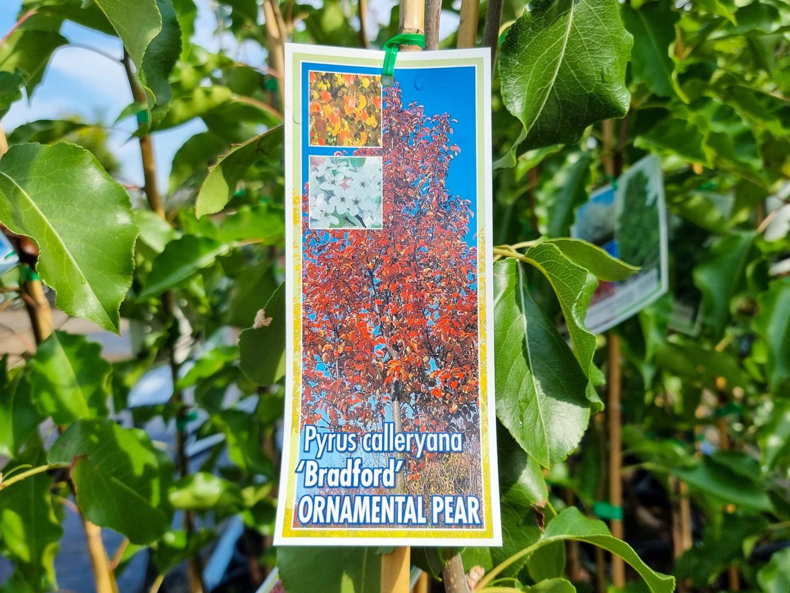 Ornamental Pear Bradford (Symmetrical Feature Tree) - Plants for Spaces