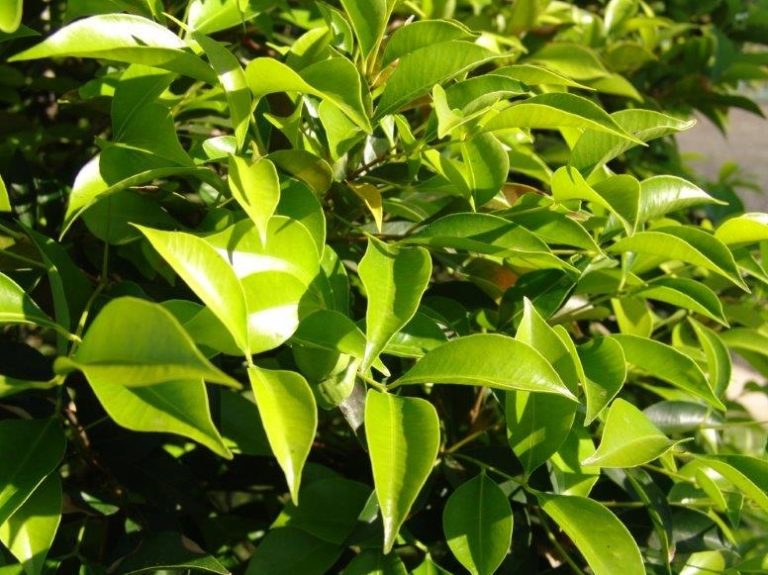 Lilly Pilly Sublime - Plants for Spaces