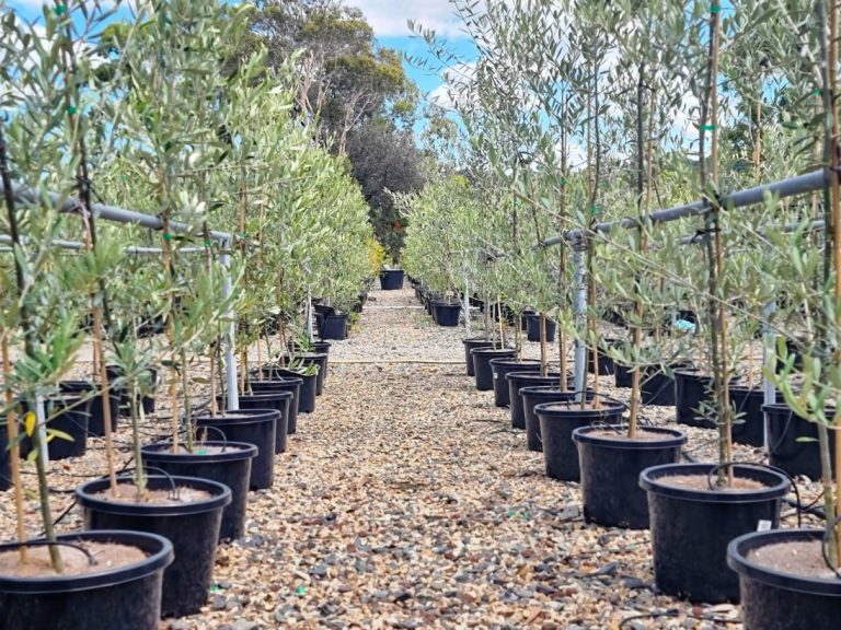 Dwarf Olive Tree - Plants for Spaces