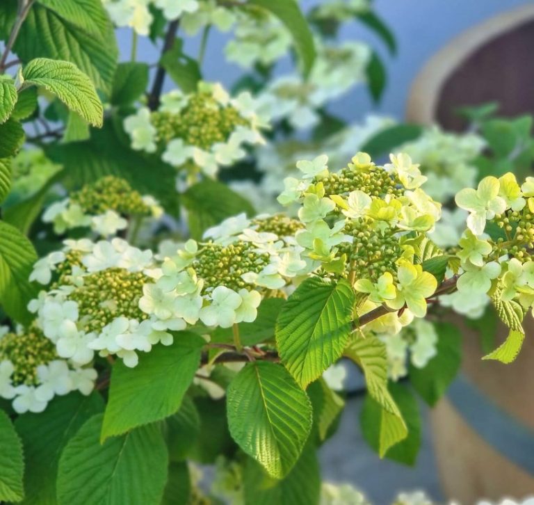 Viburnum - Plants for Spaces