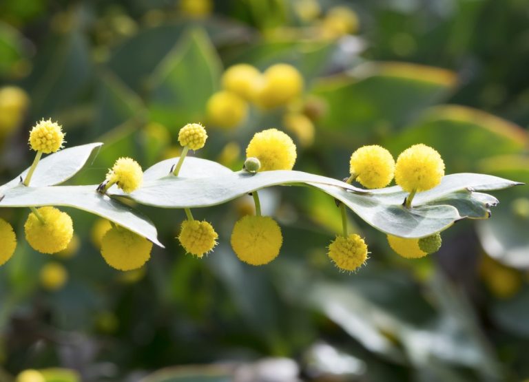 Clay Wattle - Plants for Spaces