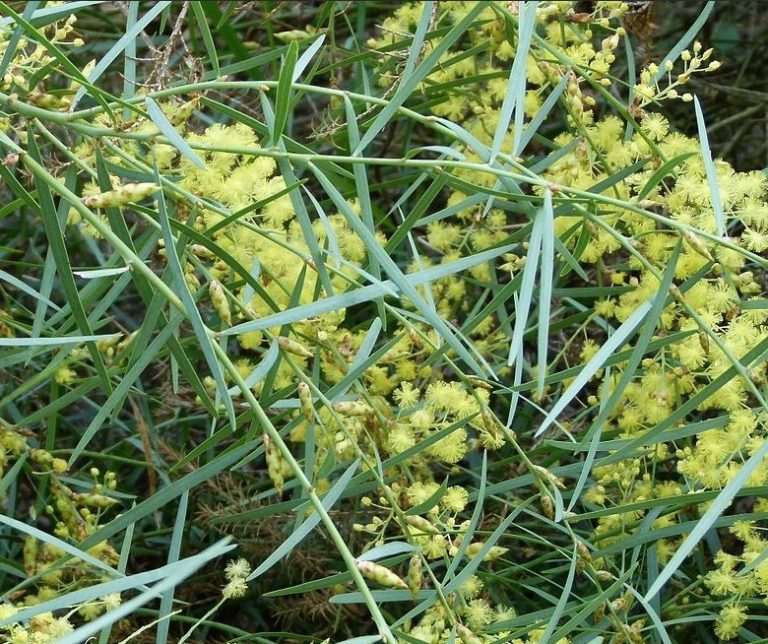 Native Trees for Sale Melbourne | Plants for Spaces