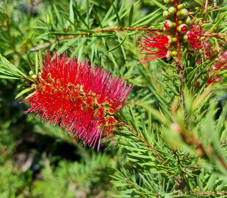 Callistemon - Bottlebrush - Plants for Spaces