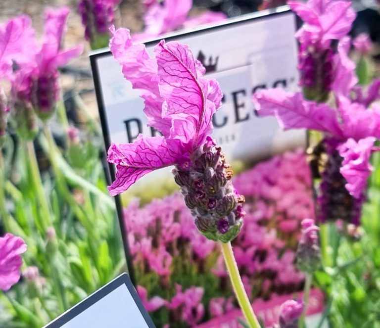 French Lavender The Princess - Plants for Spaces
