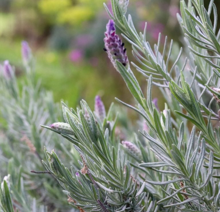 French Lavender - Plants for Spaces