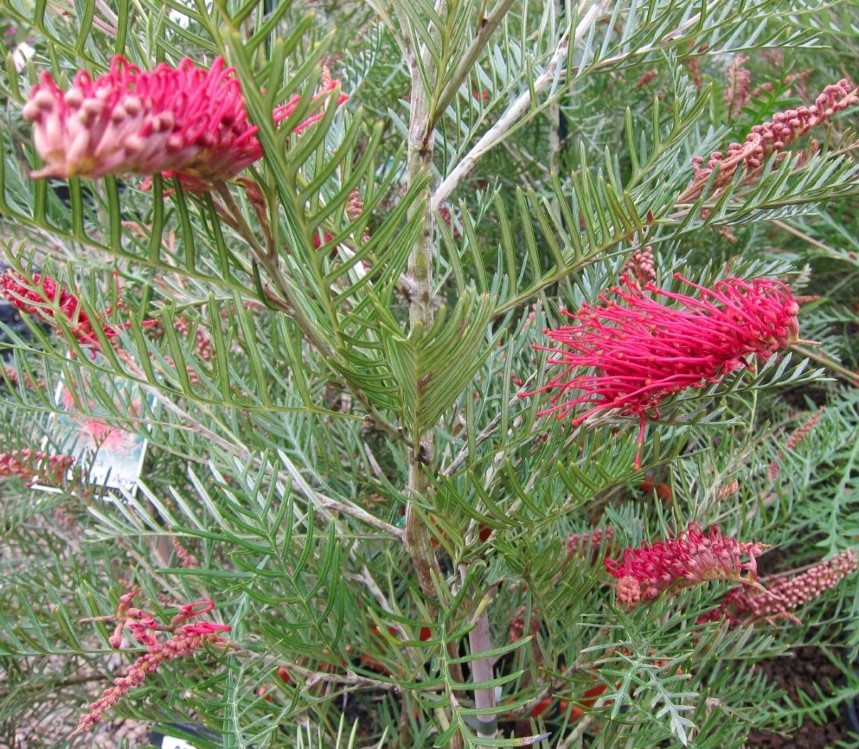 Grevillea Hookeriana - Plants for Spaces
