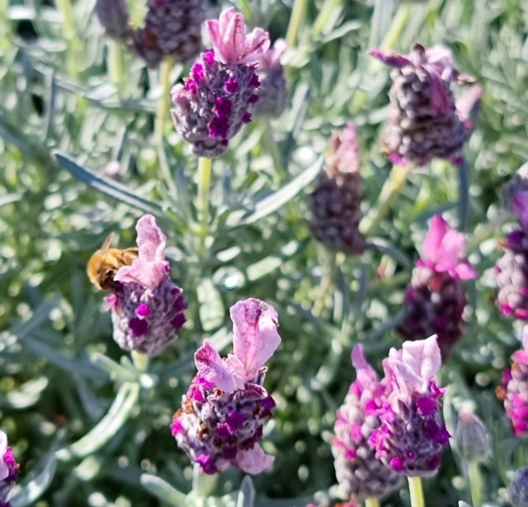 Lavender Silver (Posie Rose) - Plants for Spaces