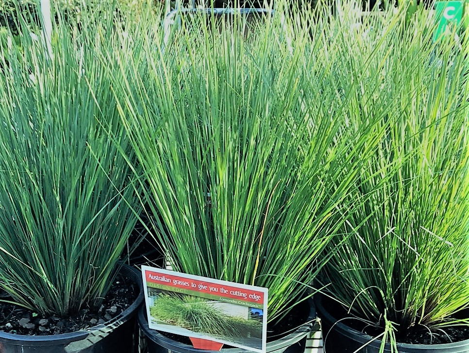 Lomandra Crackerjack - Plants for Spaces