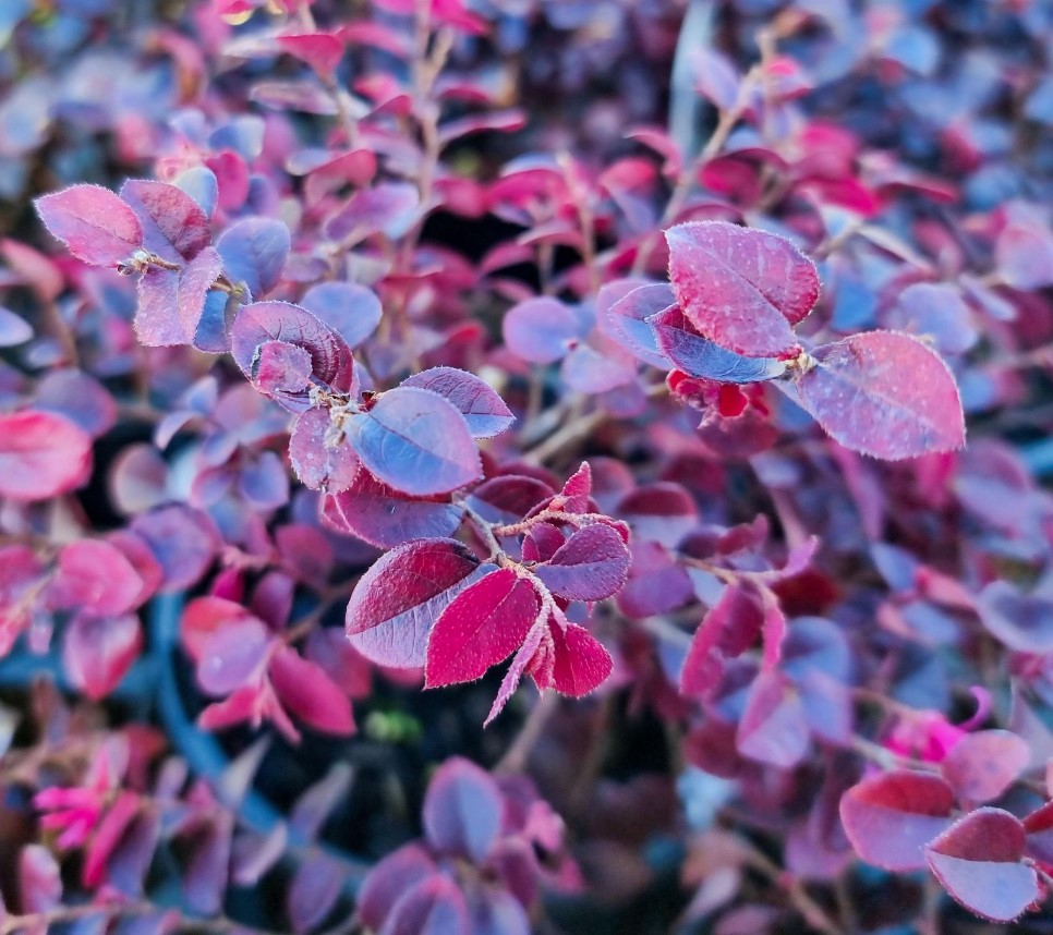 Low Growing Dwarf Hedge Plants for Sale | Plants for Spaces