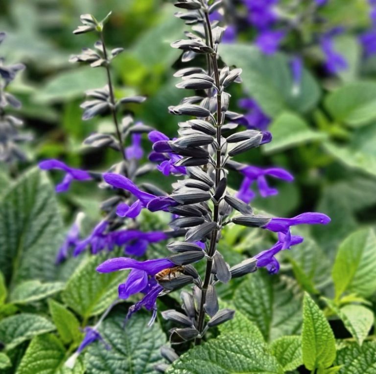 Salvia - Plants for Spaces