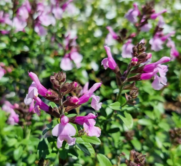 Salvia Mirage Soft Pink - Plants for Spaces