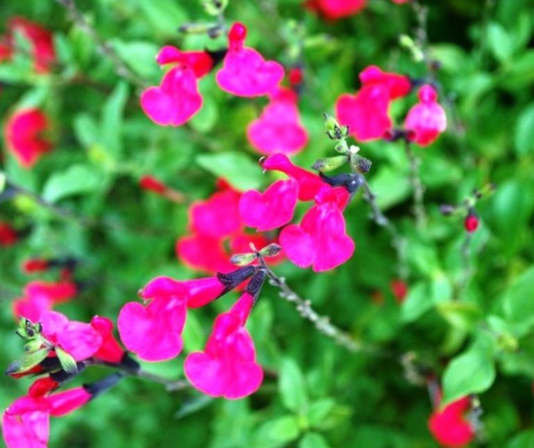 Salvia - Plants for Spaces