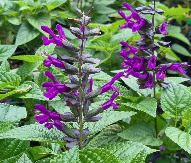 Salvia Purple and Bloom - Plants for Spaces