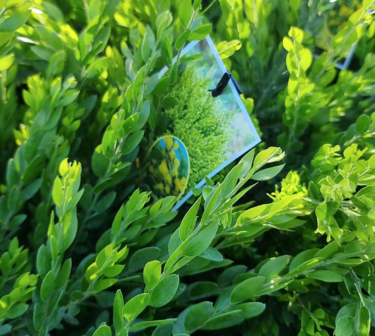 Low Growing Dwarf Hedge Plants for Sale | Plants for Spaces