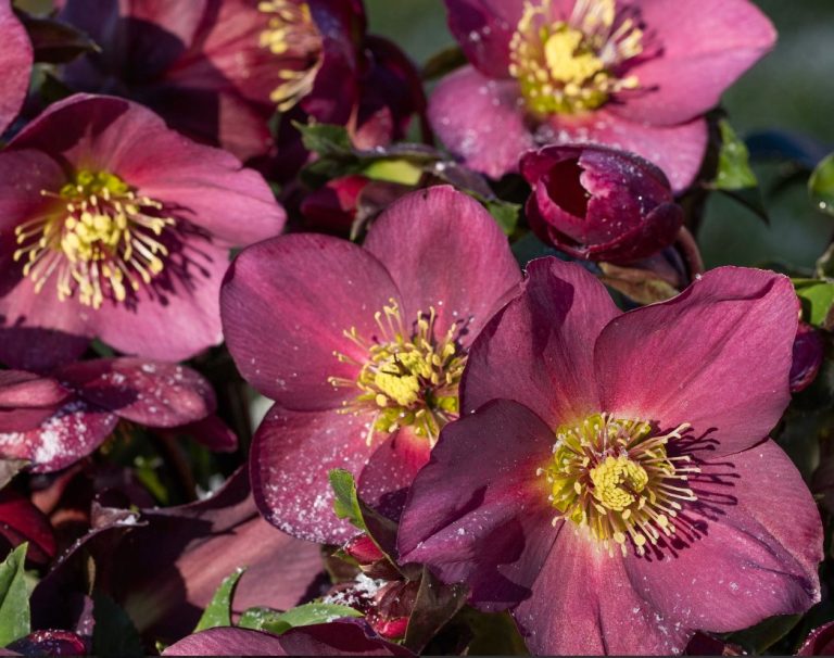 Helleborus Ice N Roses (Red) - Plants for Spaces