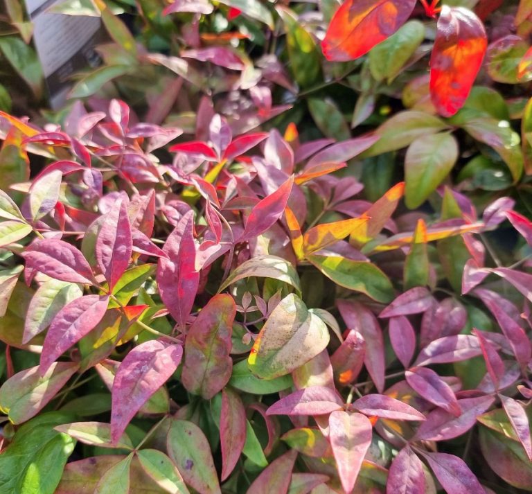 Nandina Blush - Plants for Spaces