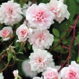 Rose Cecille Brunner - Plants for Spaces