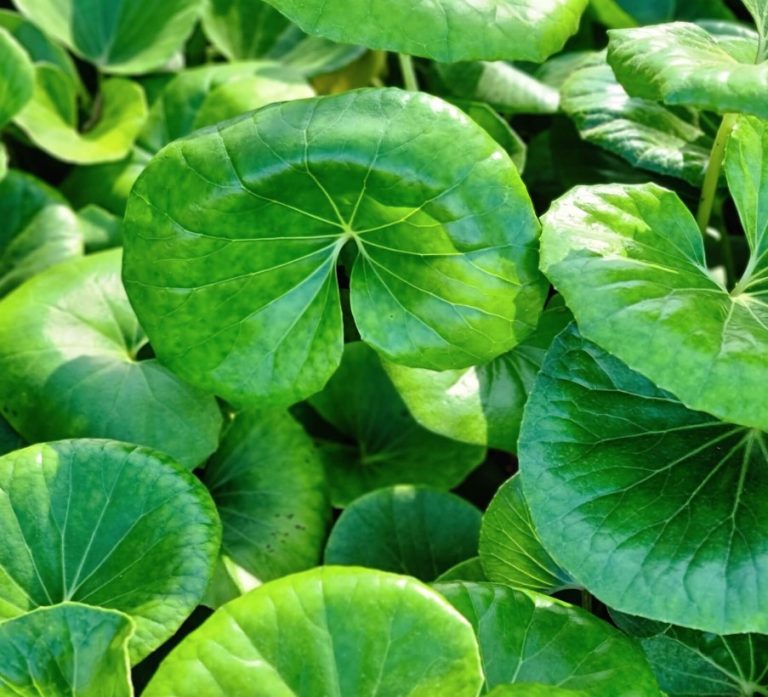 Tractor Seat Plant (Designer Verde) - Plants for Spaces