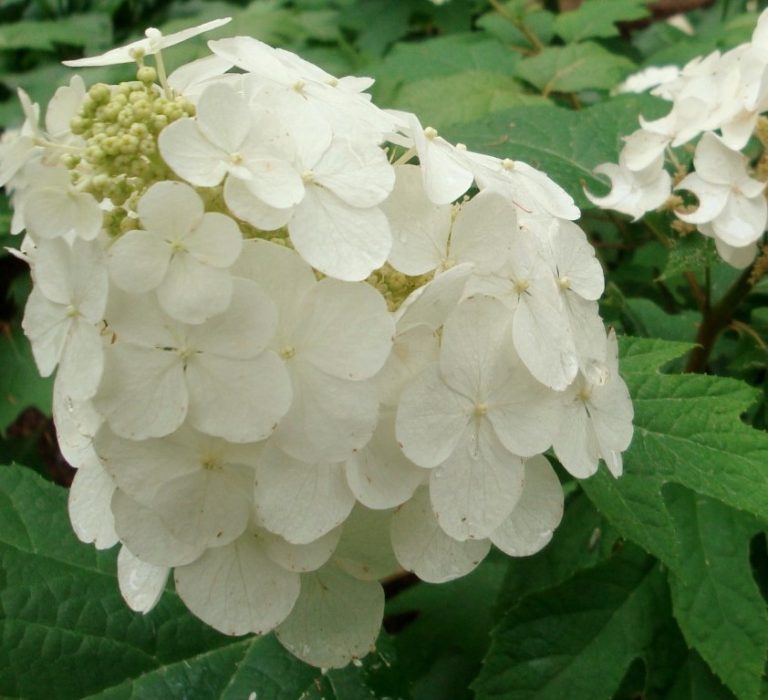 Oakleaf Hydrangea (Snow Queen) - Plants for Spaces