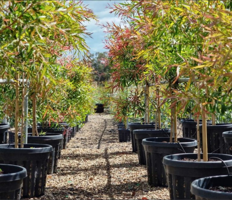 Willow Bottlebrush - Plants for Spaces