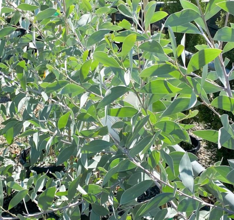 Sterling Silver Wattle - Plants for Spaces