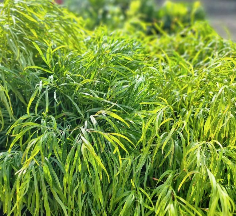 Low Growing Dwarf Hedge Plants for Sale | Plants for Spaces