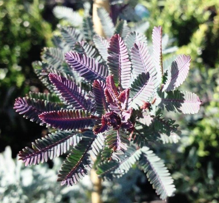 Low Growing Dwarf Hedge Plants for Sale | Plants for Spaces