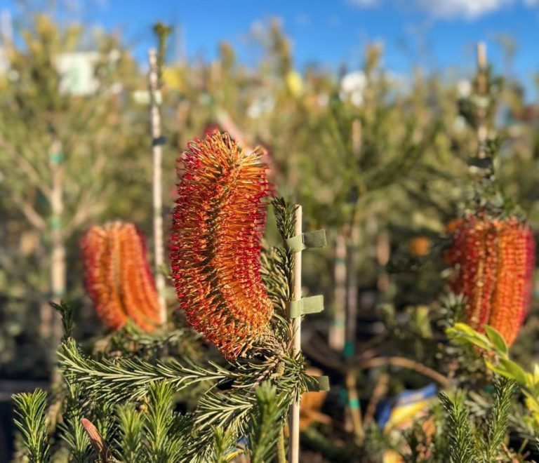 Dwarf Banksia Little Eric - Plants for Spaces