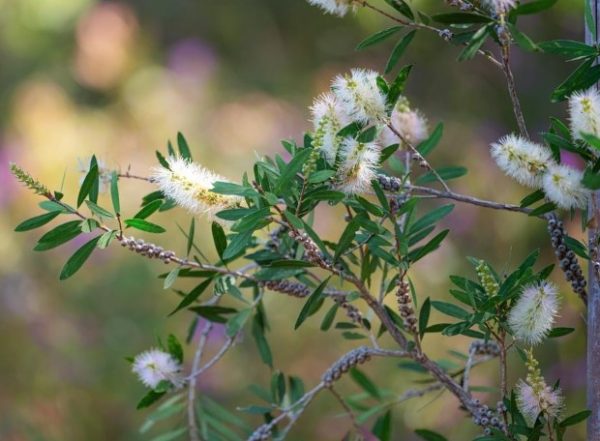 Bottlebrush Snow Burst - Plants for Spaces
